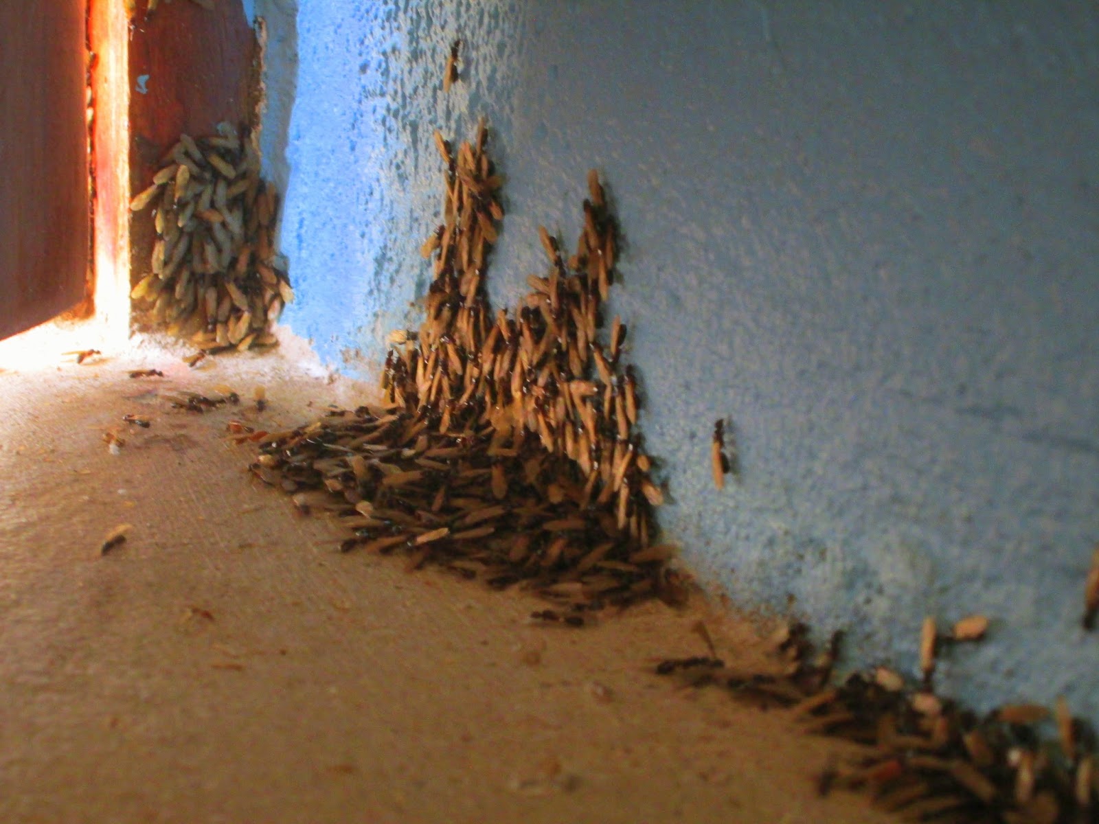 Aimee's Blog: Being and Other Things