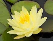 Hibiscus Flowershop Blog: July Birth Flower