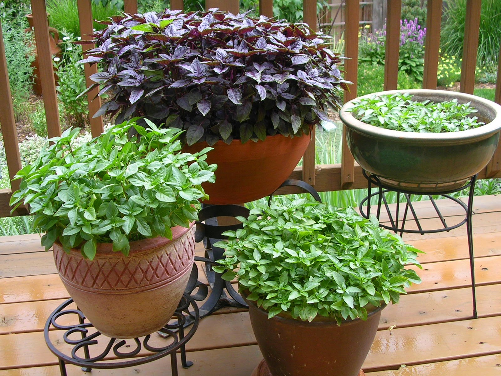 Garden with Betty Cahill: For the Love of Basil