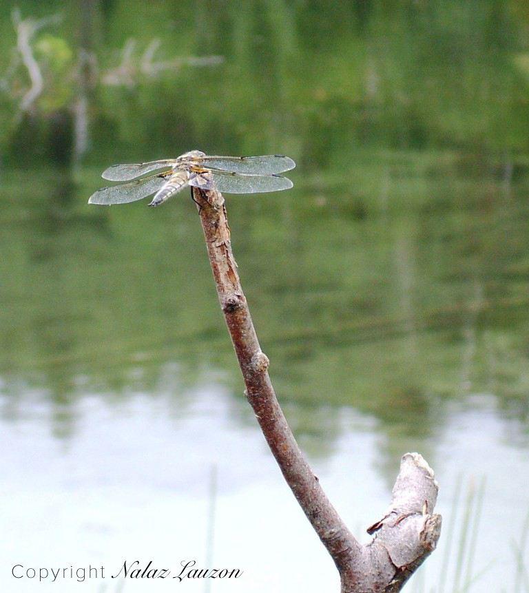 DES LIBELLULES DANS MON JARDIN