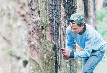 harga getah sekerap kena tsunami...... ~ aku anak jempol