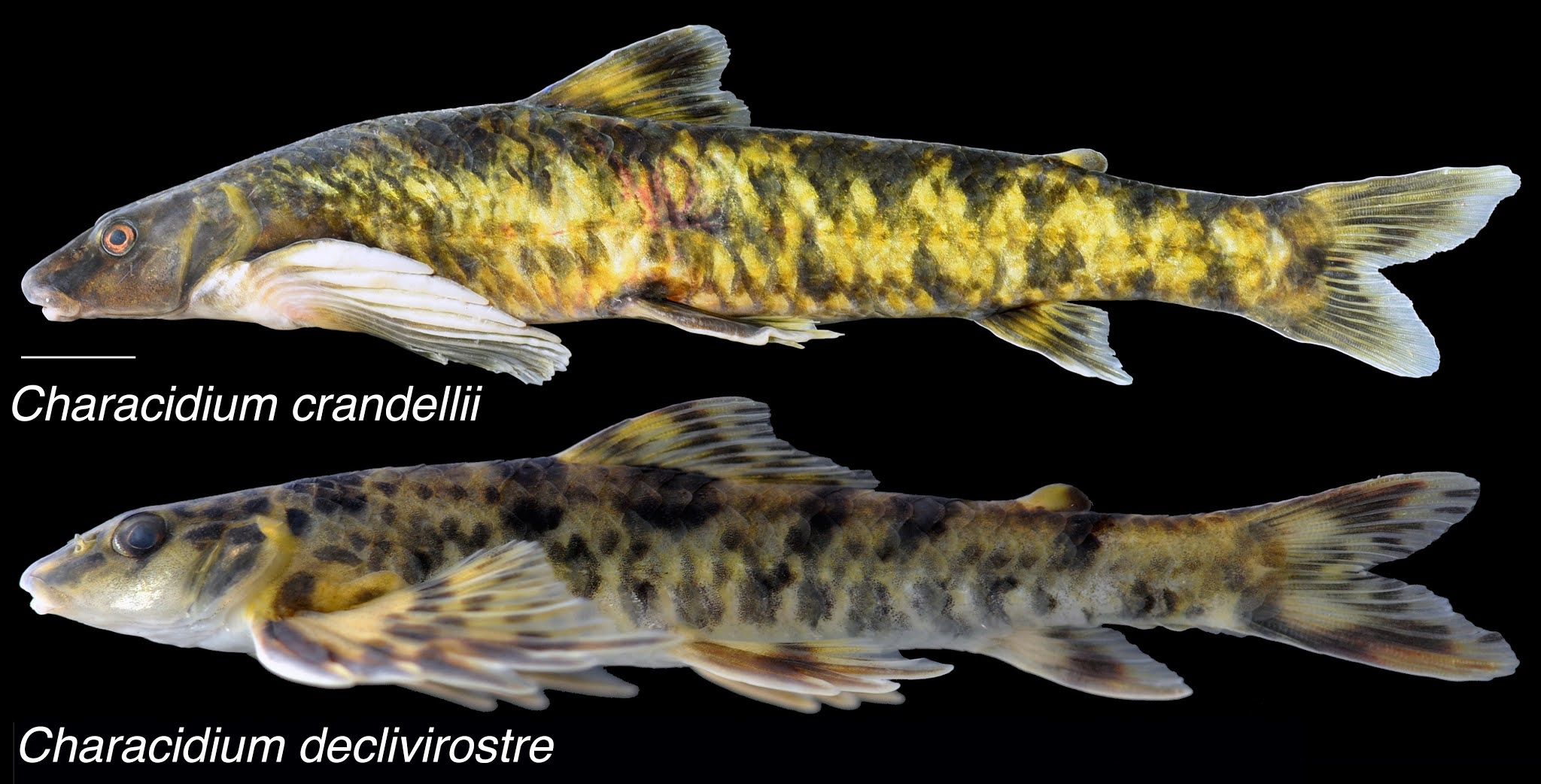 Species New to Science: [Ichthyology • 2021] Redescription of the ...