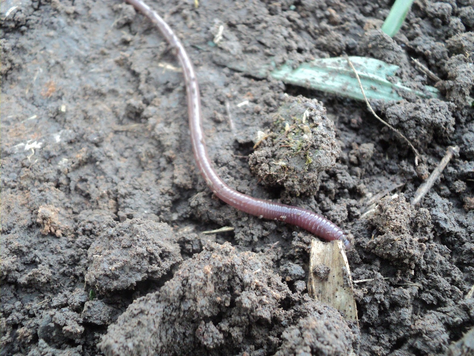 SALIDA PARA LA REALIZACIÓN DE LA CALICATA