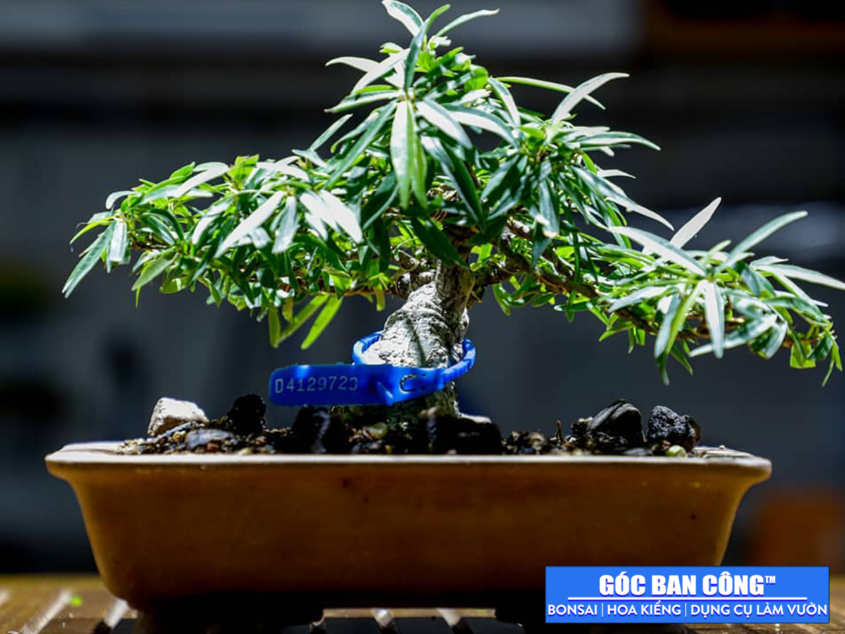 TỔNG HỢP NHỮNG TÁC PHẨM BONSAI MINI ĐẸP ĐỘC LẠ - PHẦN 6