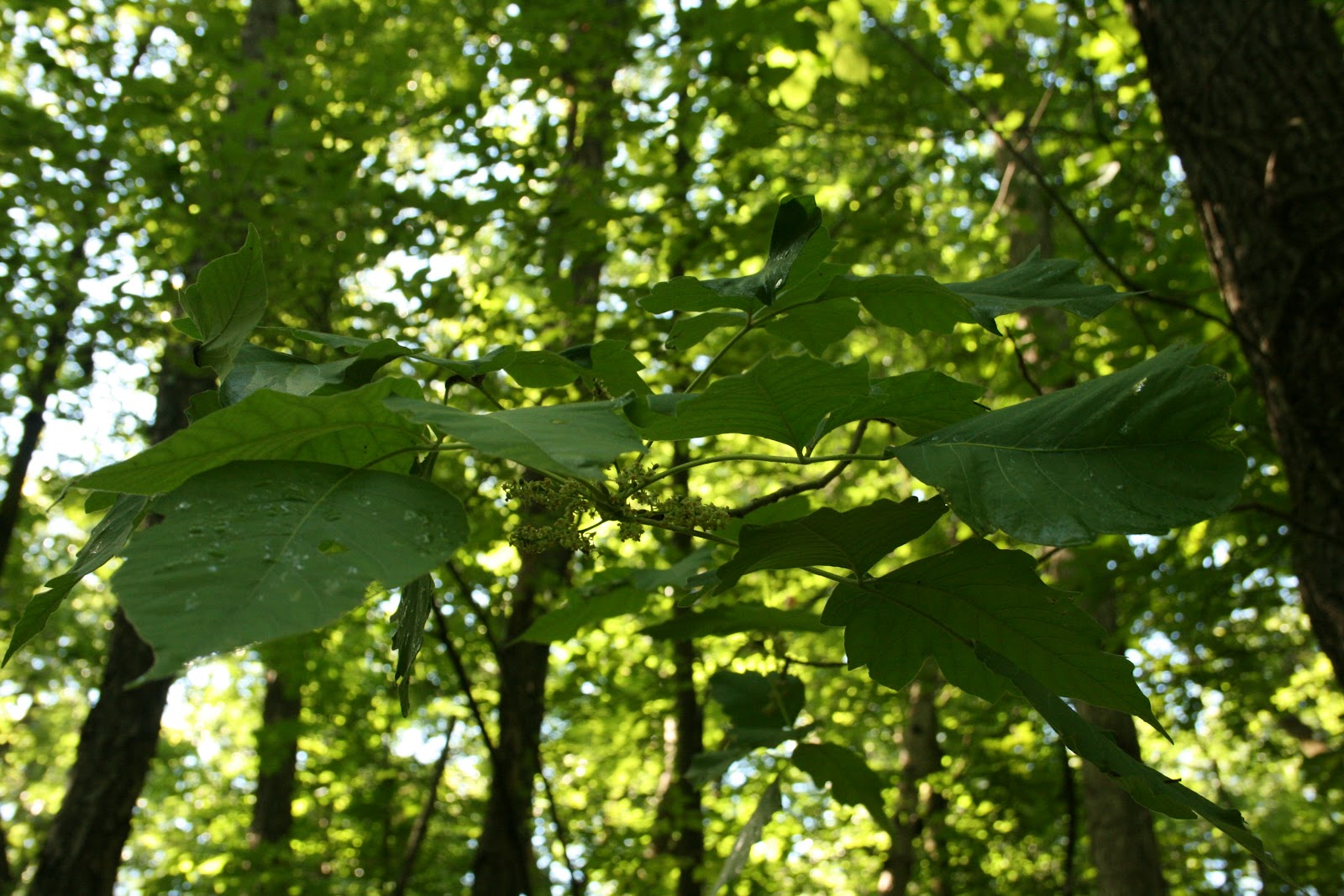 Stinchfield Woods: Caretaker's Blog: I spy poison ivy!