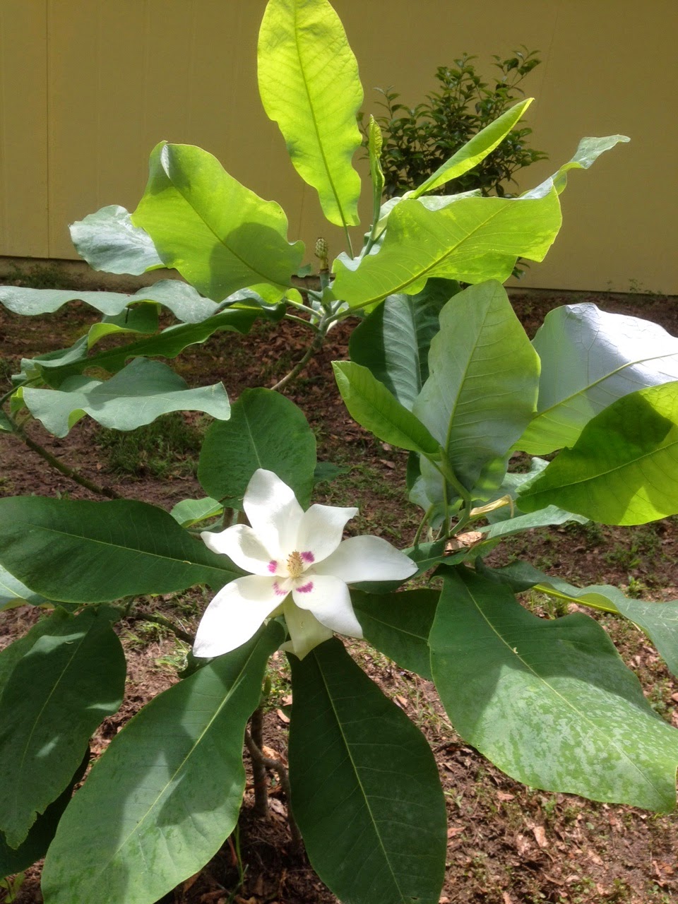 Marilyn's Florida Garden