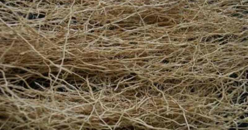 SIMPLISIA RADIX - FARMAKOGNOSI