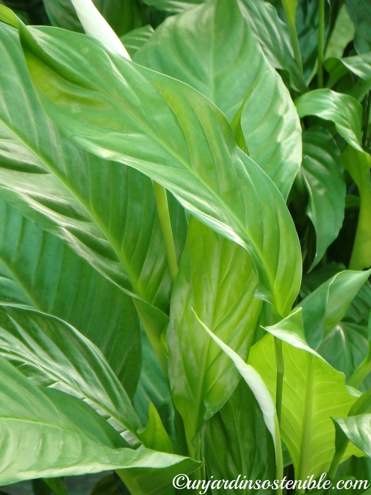 Spathiphyllum (Espatifilo, Bandera blanca etc.)