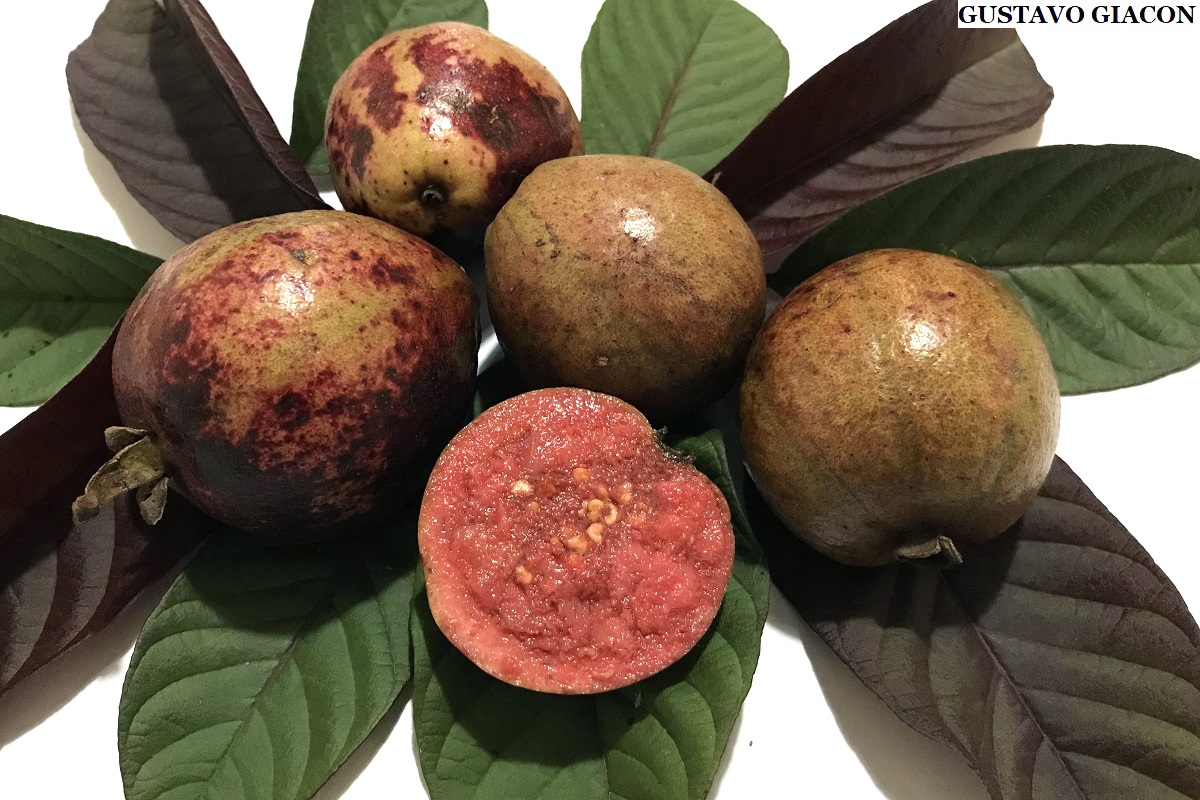 Viveiro Ciprest - Plantas Nativas e Exóticas: Goiaba Roxa de Folhas ...