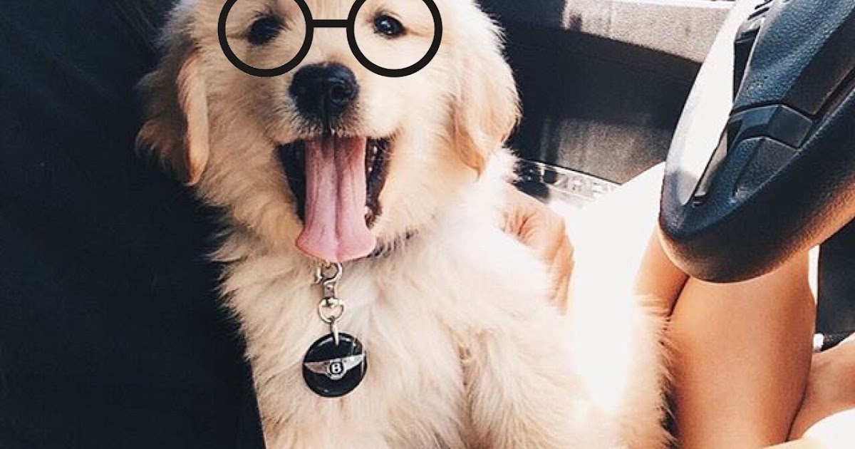 ANIMALS TIME : Dog edited time (hora del perro editado) Gallery 7