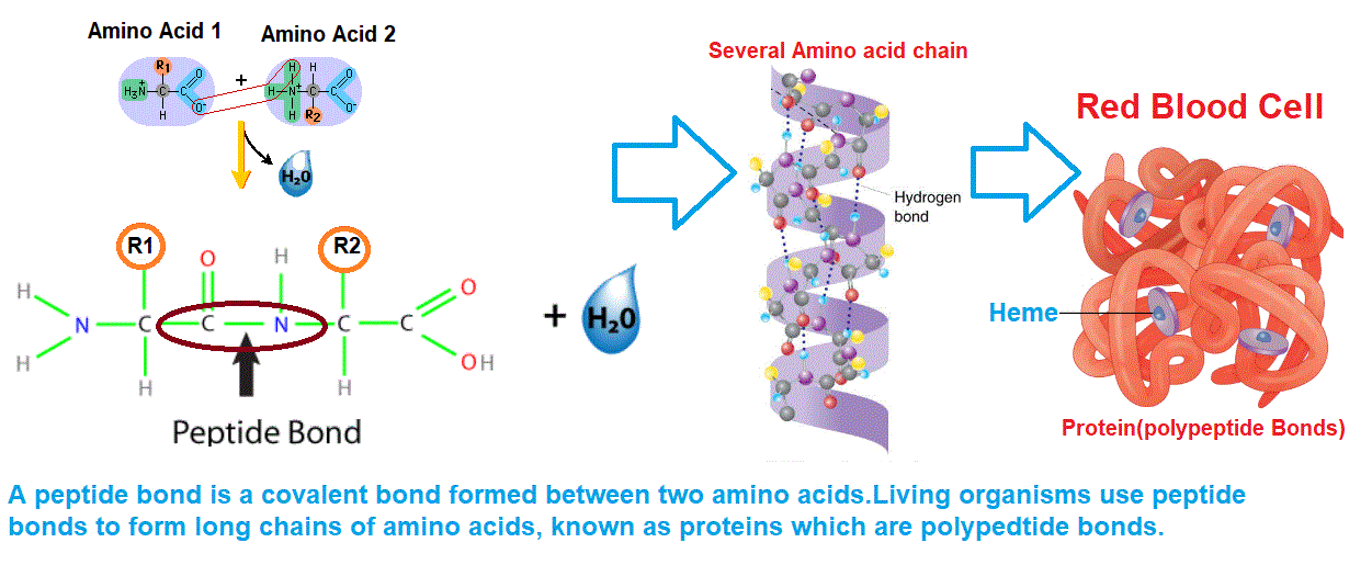 Decoding DNA: Decoding DNA and understanding what makes "Life"