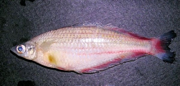 INDONESIAN FRESHWATER FISH COMMUNITY - IFFC: RAINBOW II