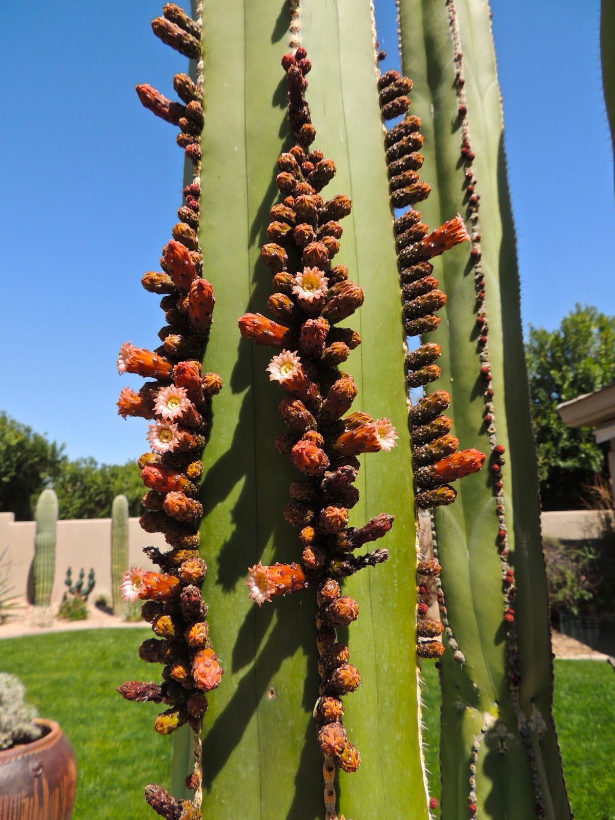 Scottsdale Daily Photo: Photo: Mexican fence post cactus covered with buds