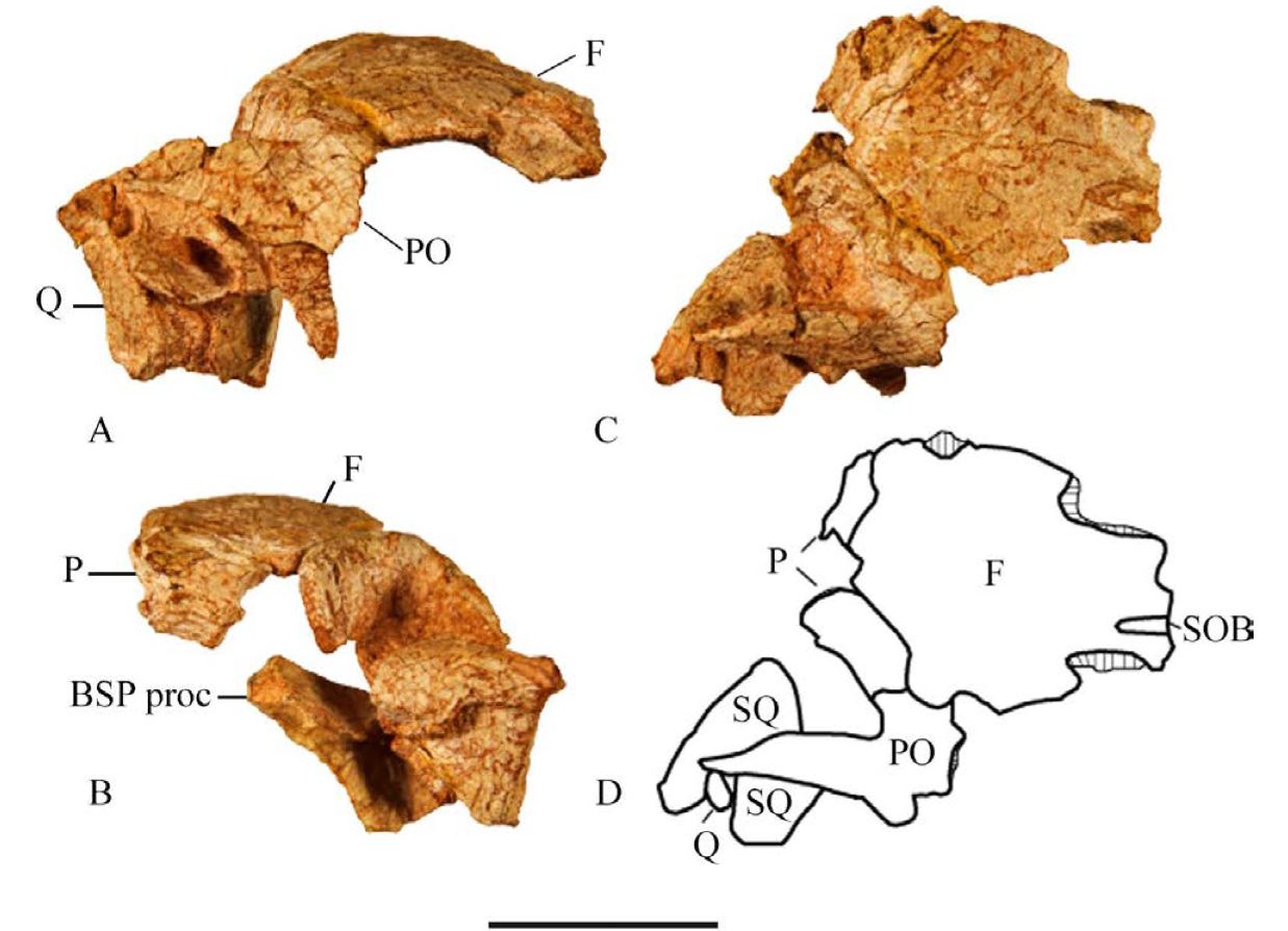 EL JOVE PALEONTÒLEG: Convolosaurus marri, el dinosaure dels ramats de ...