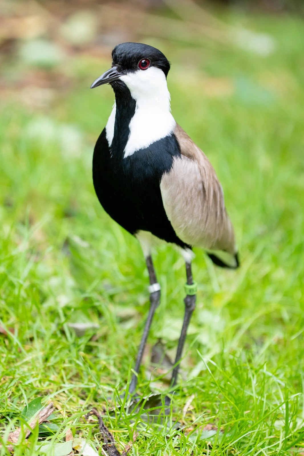 Floof alert: First-ever spur-winged lapwing chicks hatch at Woodland ...