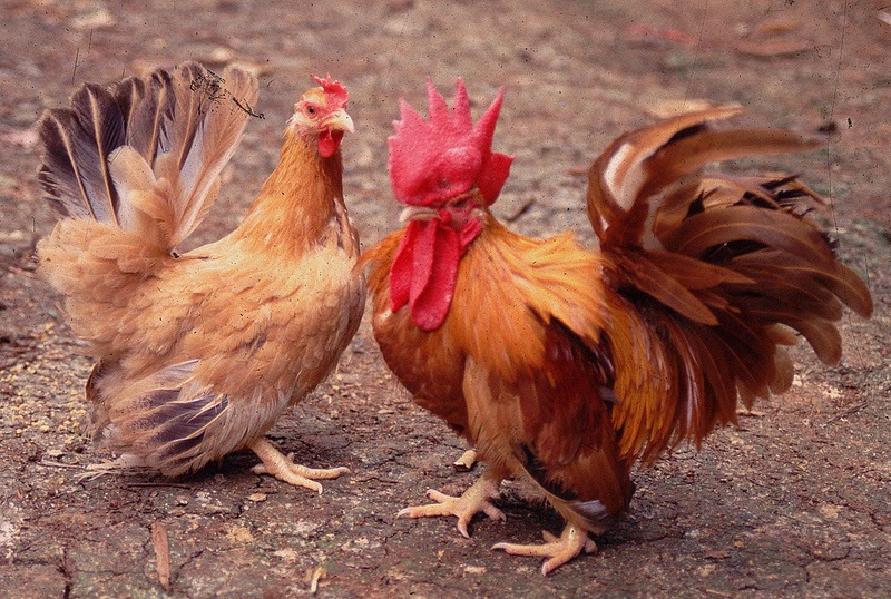 Ayam Hias Hanafi: AYAM KATE