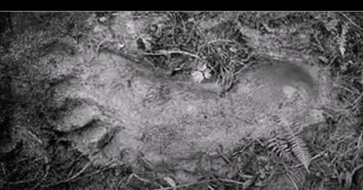 RMSO Bigfoot: Photos of Sasquatch Tracks Released by Texas Park Official