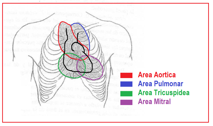 Auscultación Cardíaca. Generalidades Parte 1 ~ PreveCOR
