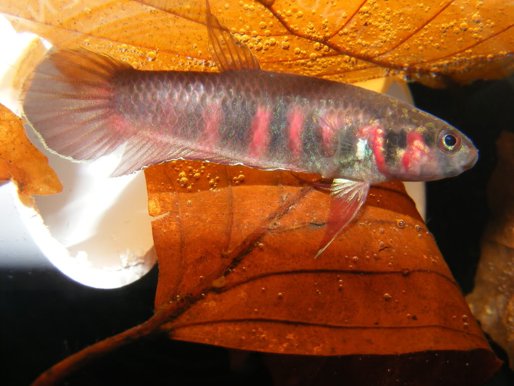 Red Sumatran Fighter - Betta Rubra ~ Nice Betta