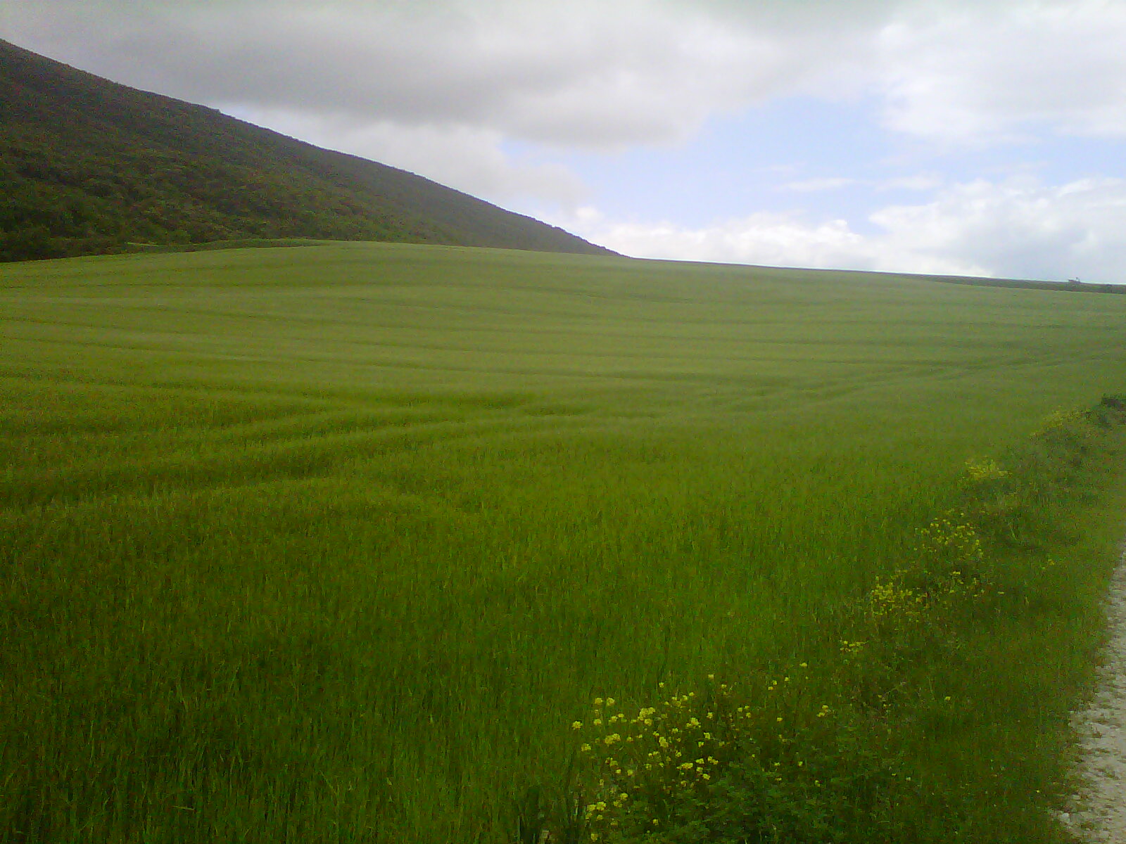 De la siega a la siembra ... - NENIKÉKAMEN: CORREDOR CONVERSO.