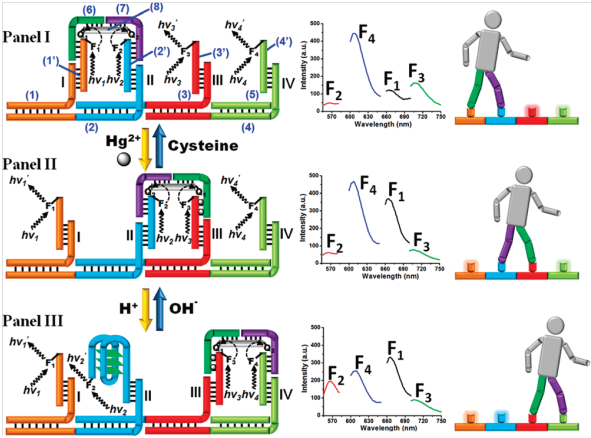 Al-Químicos: "DNA Machines: Bipedal Walker and Stepper"