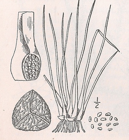 FLORA ILUSTRADA BRITTON DEL NORTE DE U.S.A.-CANADA: FERNS ISOETACEAE ...