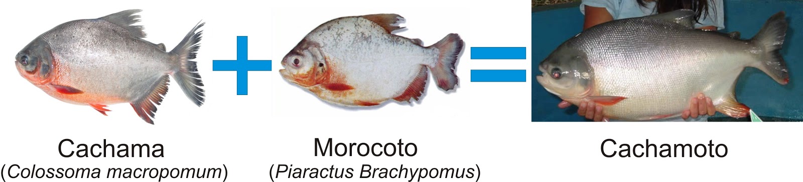 Cachama para la Carlos Sanda: Variedades