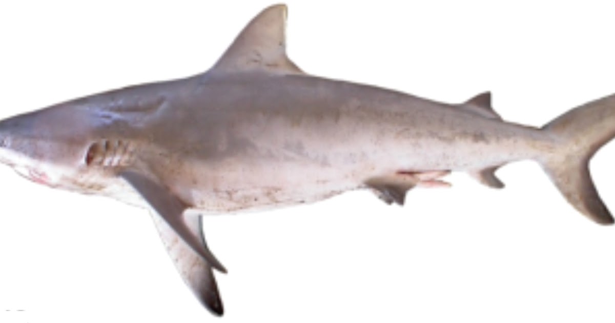 Jenis - Jenis Ikan Hiu Yang Ada Di Indonesia [part 1] - Lalaukan