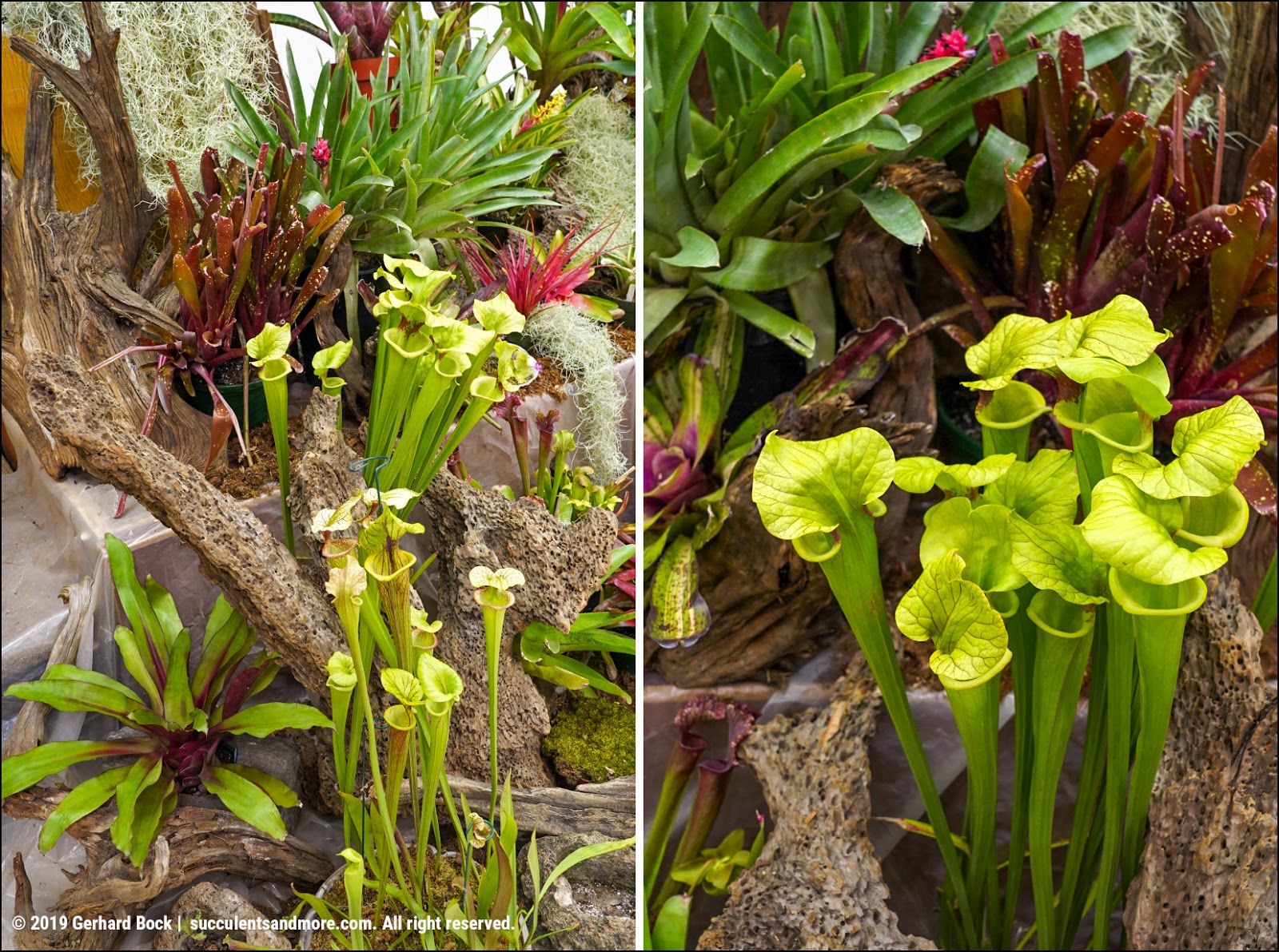 A bounty of bonny bromeliads in Sacramento show