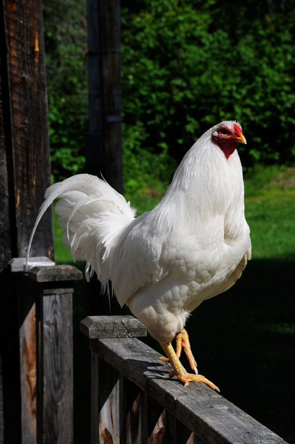 Breed Savers: The Chantecler - Canada's Chicken Breed