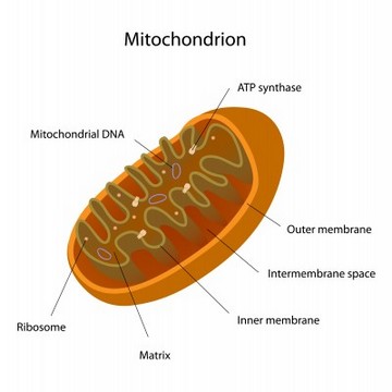 Mitochondrija ~ Mikrobiologija - kas tai?