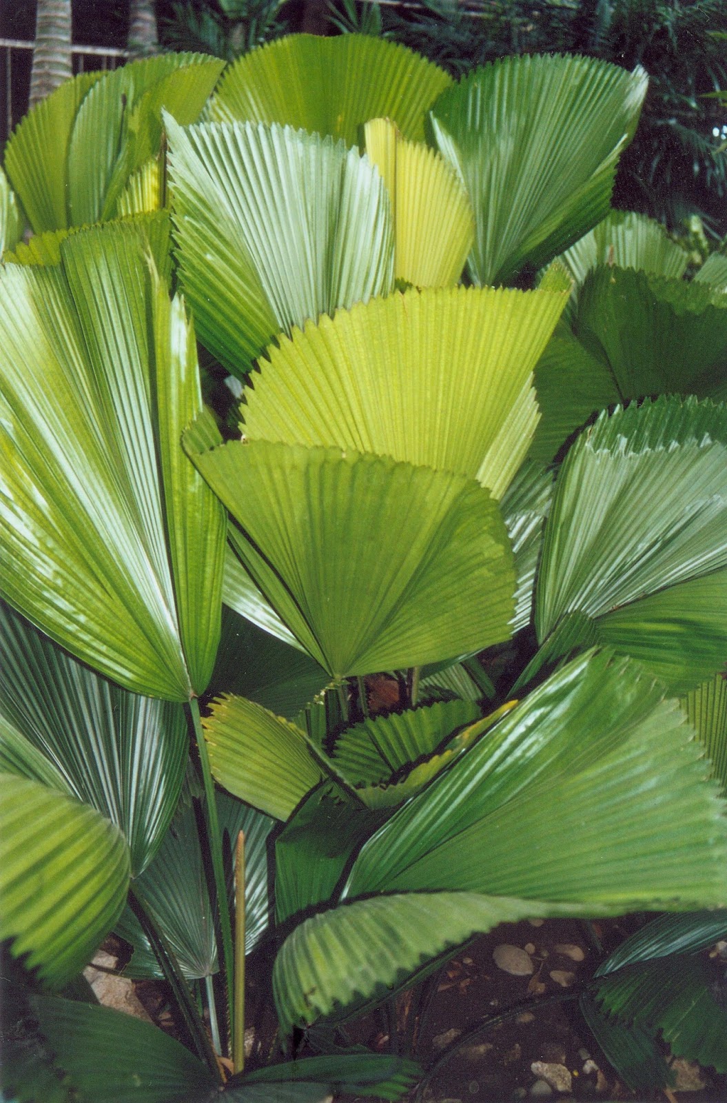 Naturalism - the Eighth Sense: Palm Trees at UST Botanical Garden