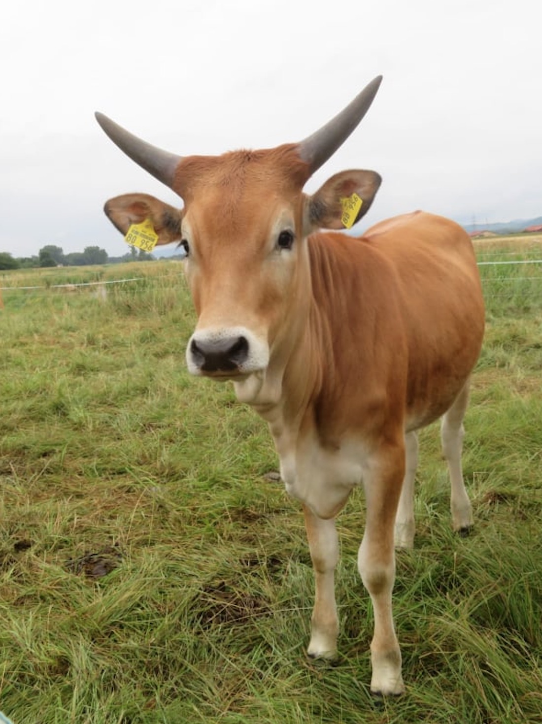 Chianina Bull With Horns
