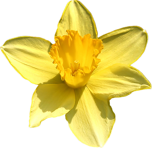 Sysy Képtára: Nárcisz - Orgona