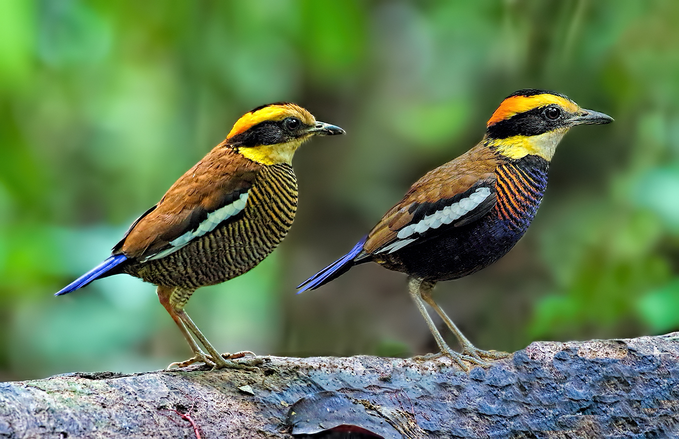 Pertinent perches are paramount