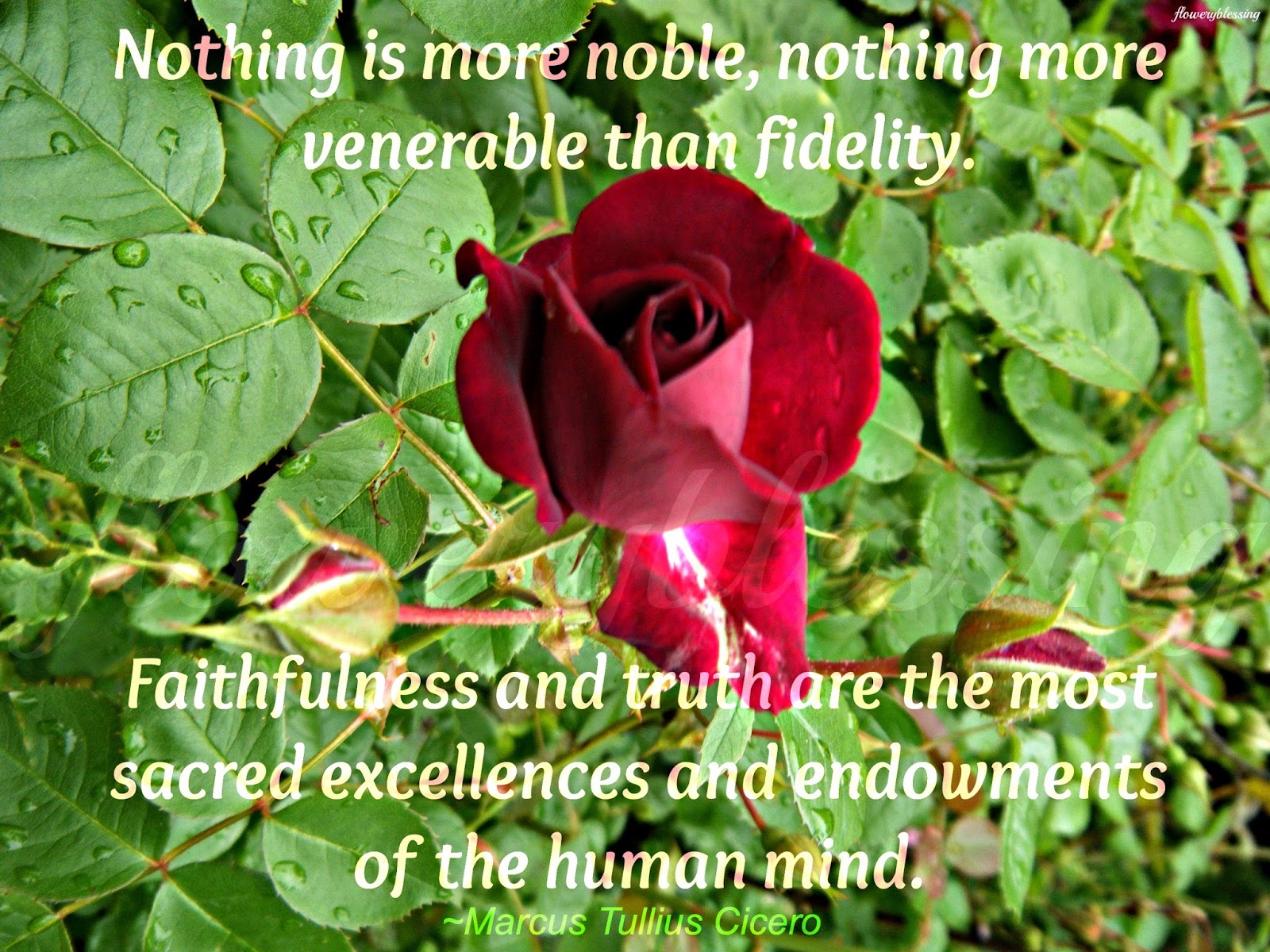 flowery-blessing-nothing-is-more-noble-nothing-more-venerable-than