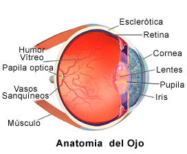 anatomia de el ojo