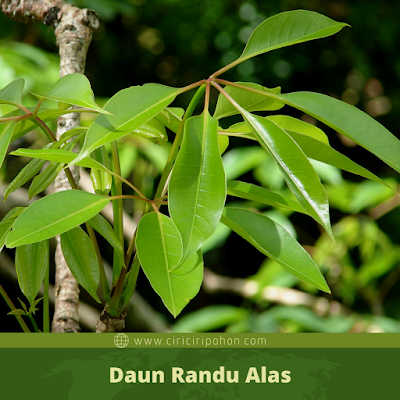 Ciri Ciri Pohon Randu Alas (Bombax ceiba) Di Alam Liar - Ciriciripohon.com