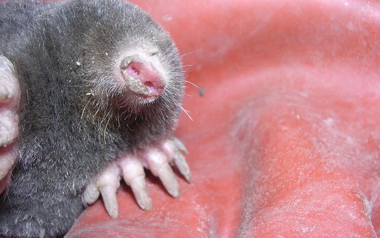 Rosa Rubicondior: October 2020