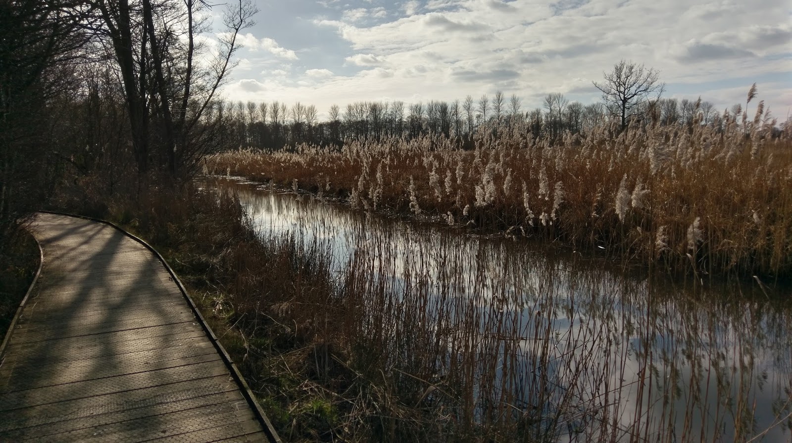 Chris Porter - Norfolk Naturalist Blog: Sightings at Sculthorpe Moor ...