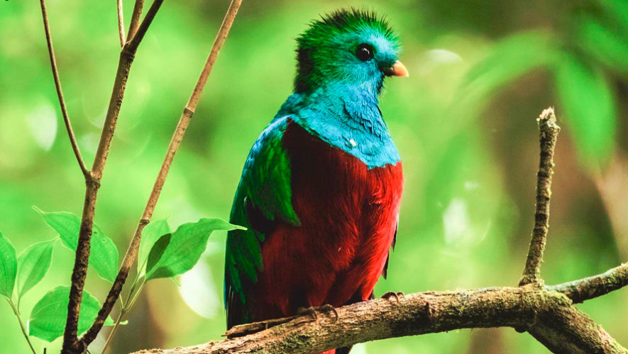 ANIMALS TIME : Quetzal (Gallery 3)