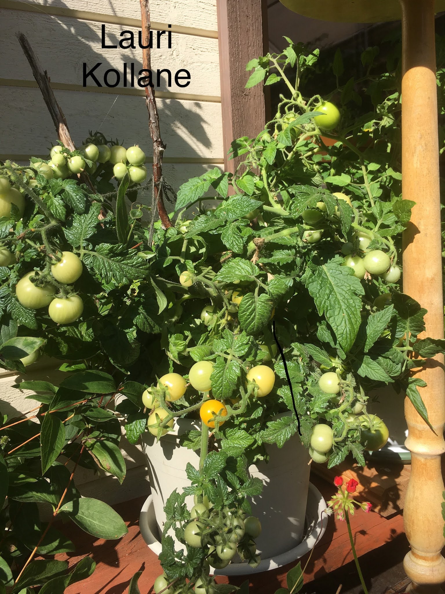 C'est moi!: Maarahva poe soovitused tomati külvamisel