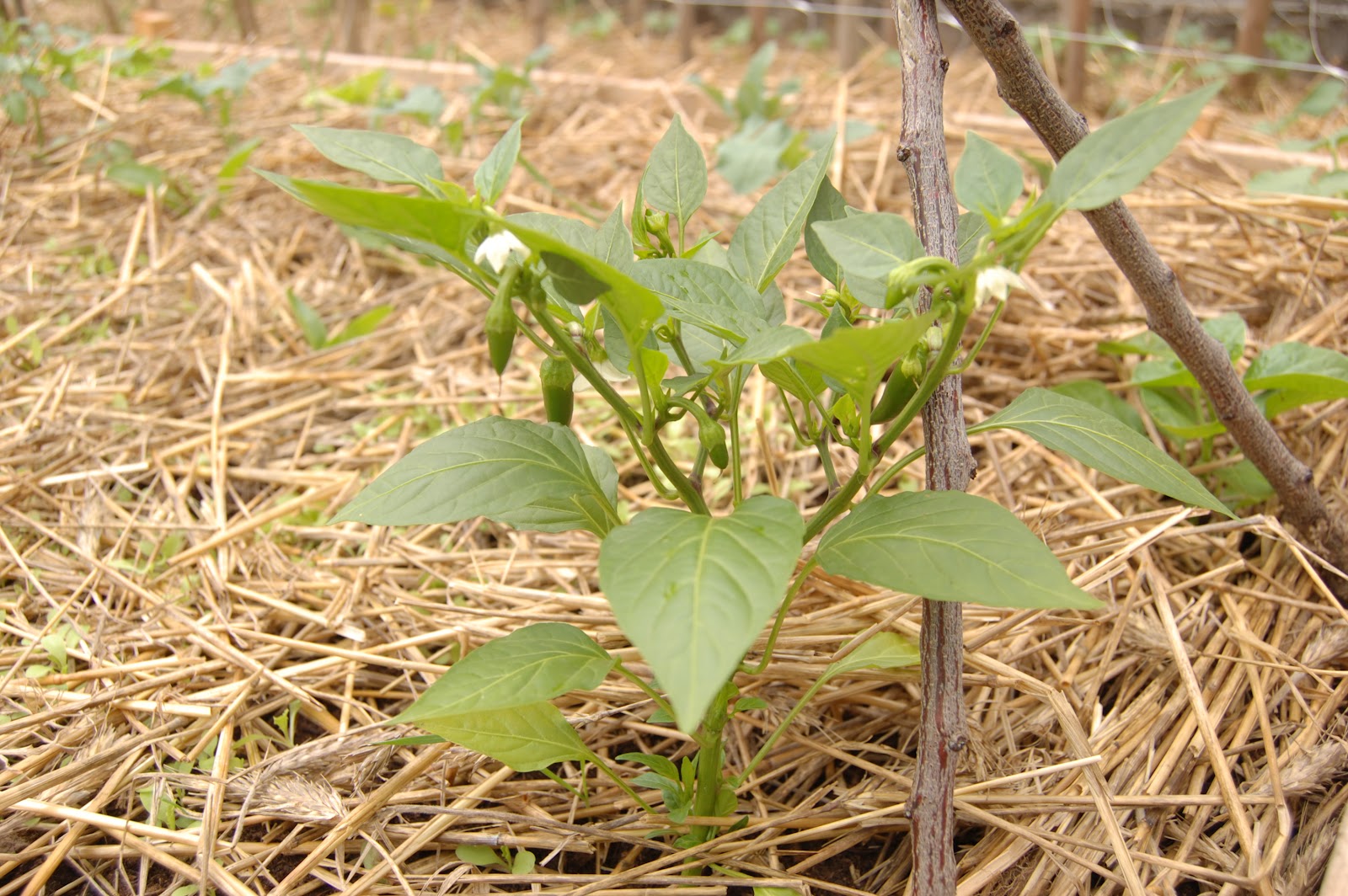 Čili bili pa videli: Gojenje čilijev - vrtna saga