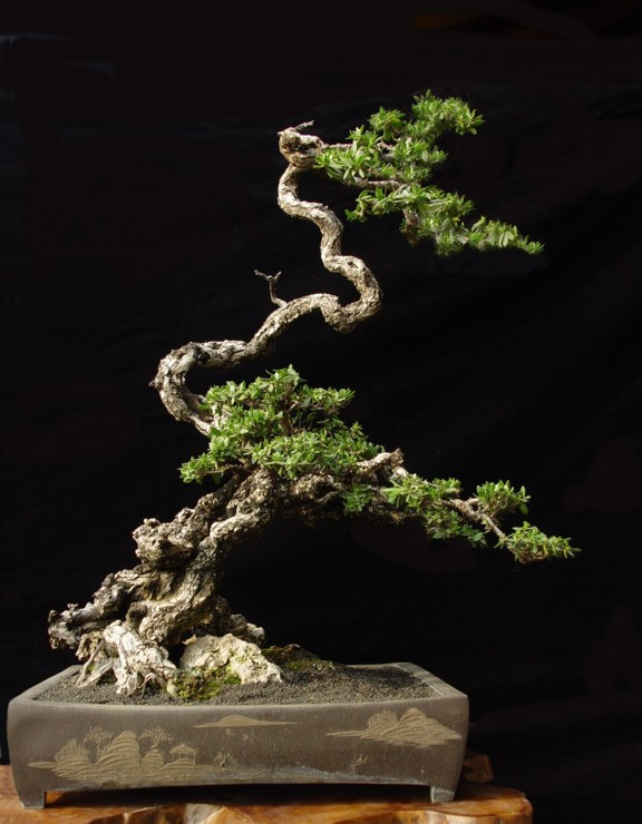 Model Atau Gaya Bonsai Yang Wajib Diketahui Pemula - Aneka Tanaman Hias ...