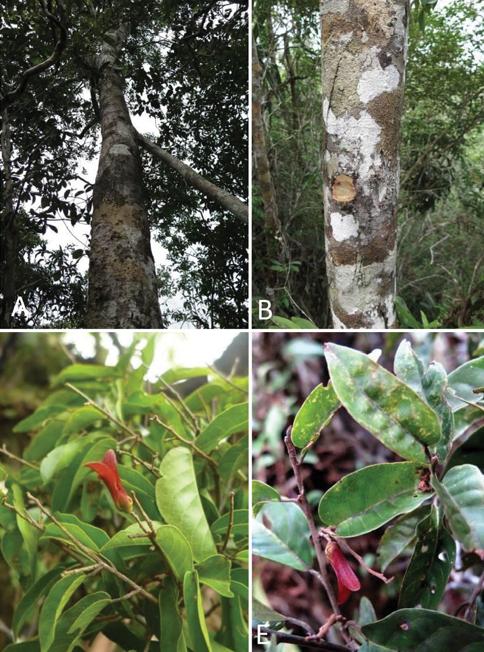 Species New to Science: [Botany • 2018] Vatica najibiana ...