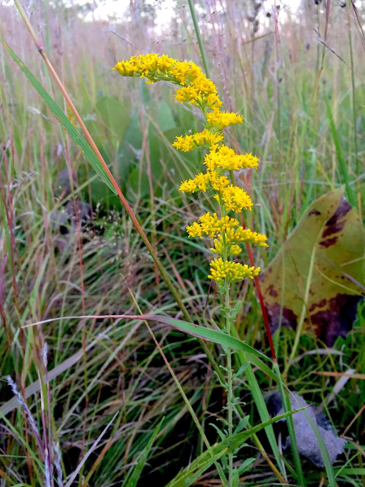 Vestal Grove: The Secret Life of a Shape-Shifting Weed (Solidago nemoralis)