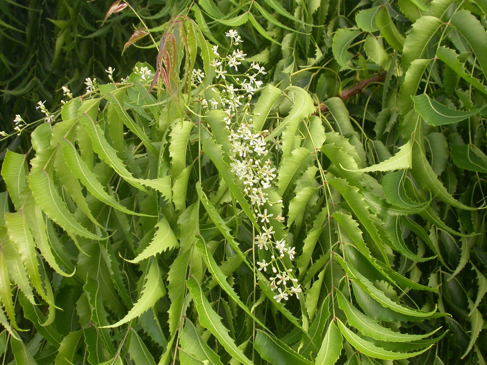 Barbados Flora & Fauna: Neem Trees (Azadirachta indica)