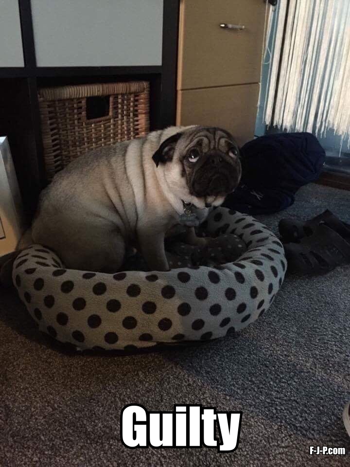 Guilty Puppy Memes