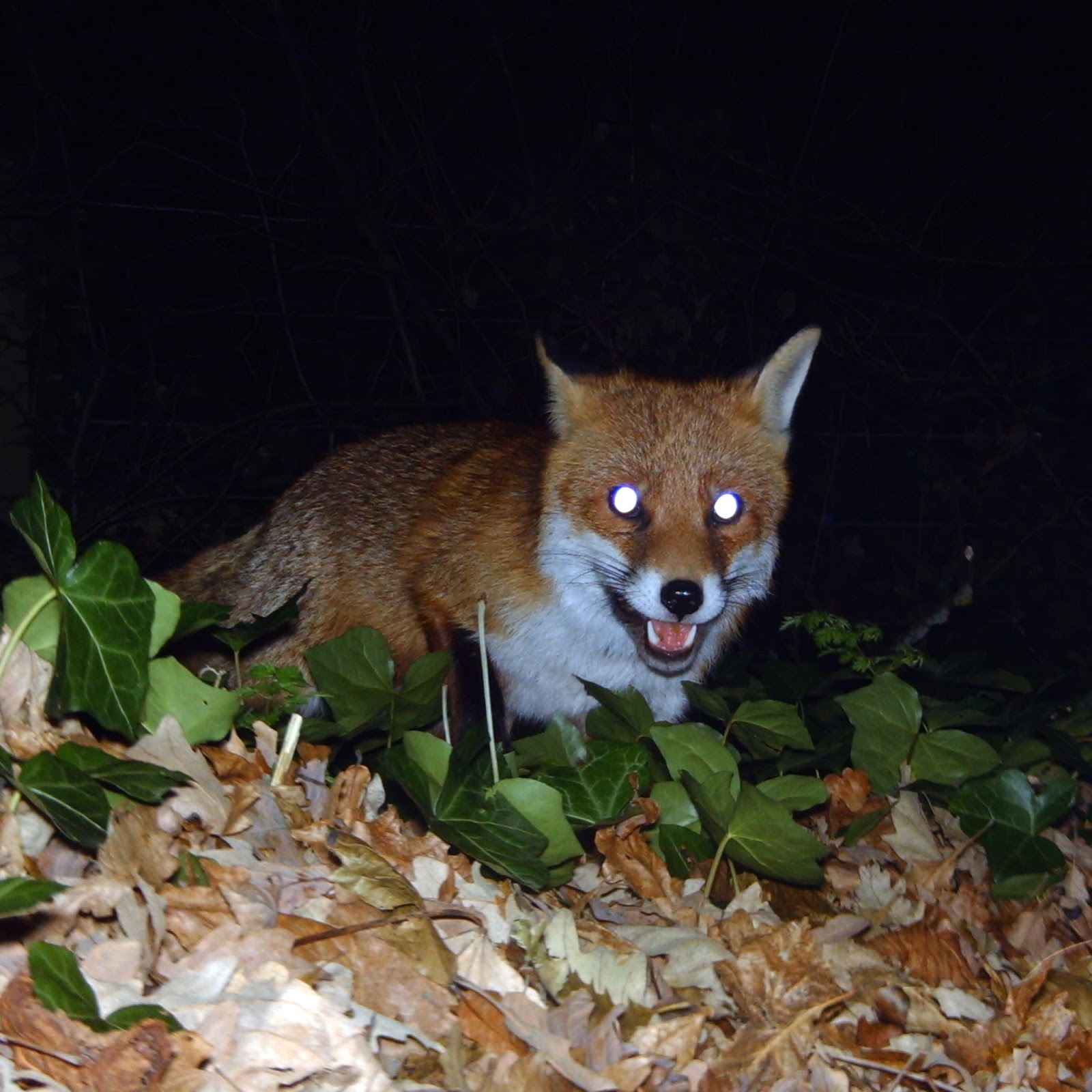 TrogTrogBlog: FoxCam