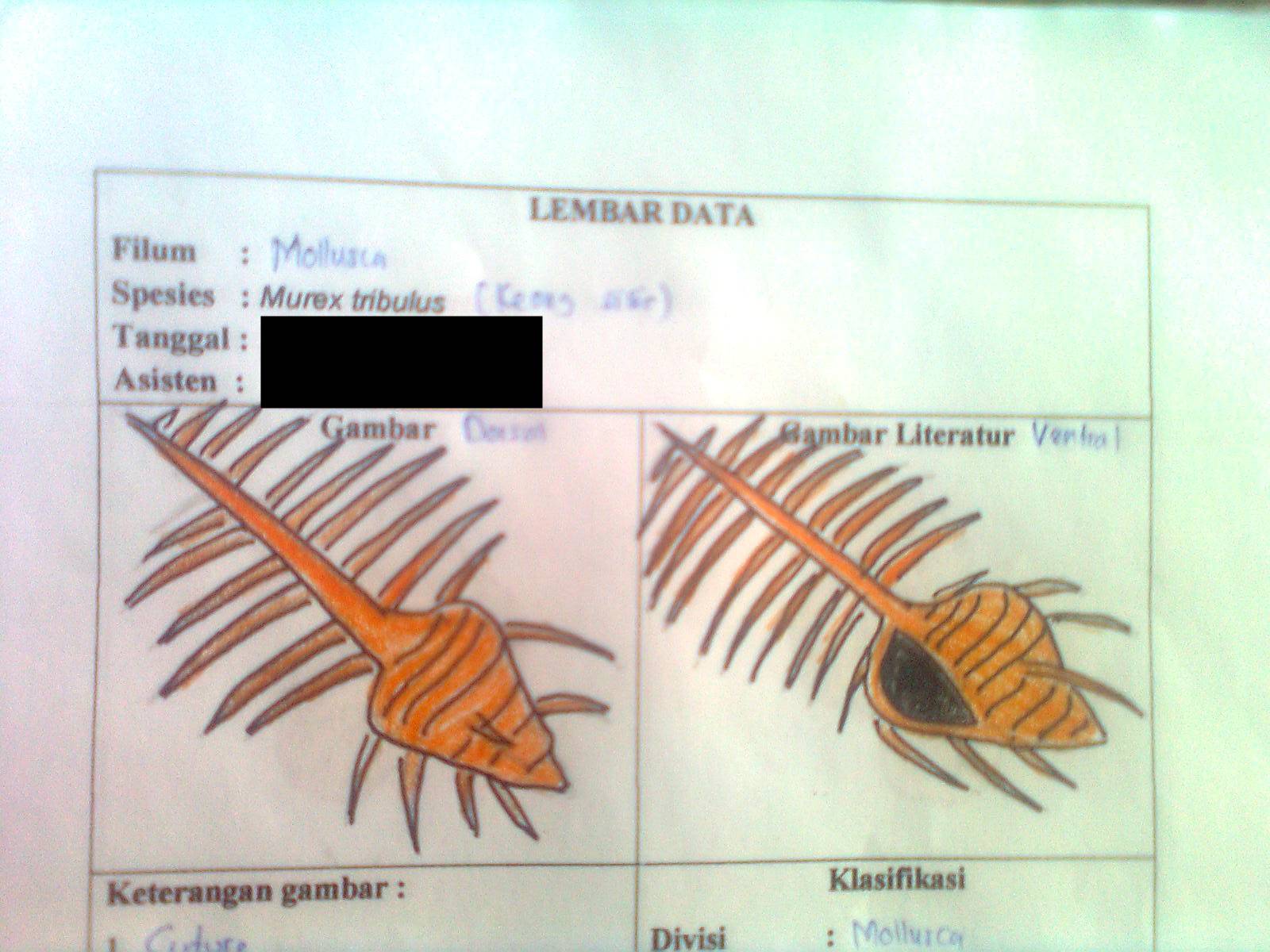 Gambar Ventral dan Dorsal Praktikum Avertebrata Bagian 2 - RS Blog Gambar Ventral dan Dorsal Praktikum Avertebrata Bagian 2 - RS Blog